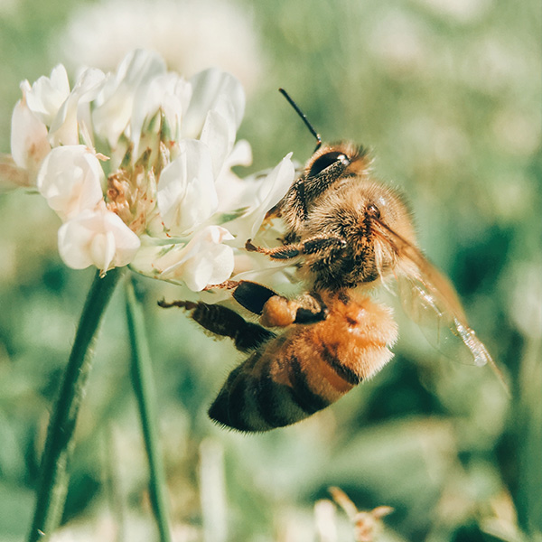 Life in the Balance: The Honey Bee Perspective - BFHU