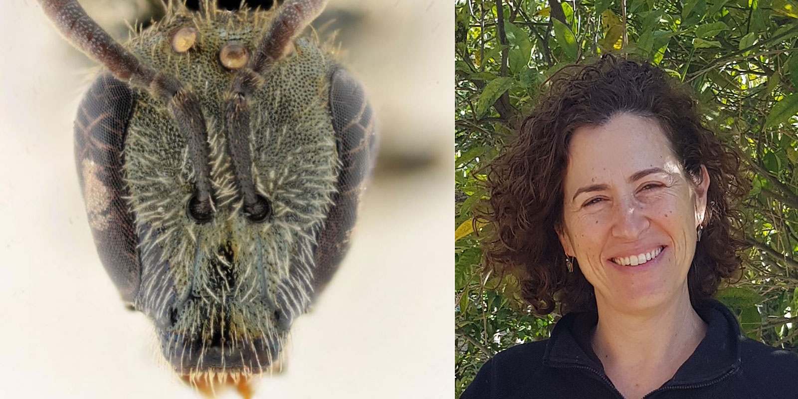 Israeli Researchers Discover New Bee Species - BFHU