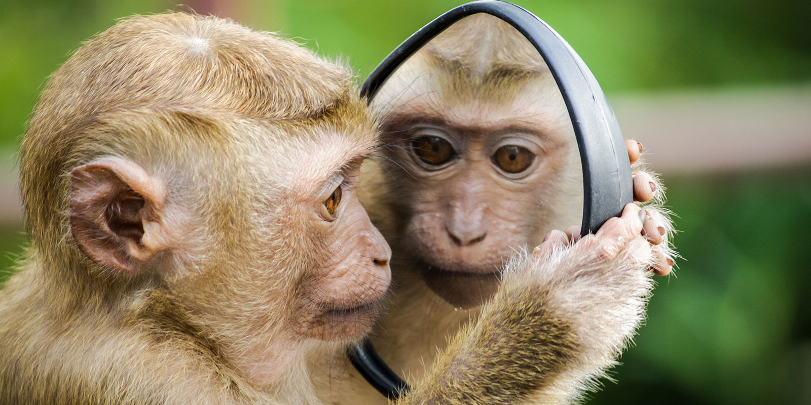 Monkeys Have Conscious and Non-Conscious Minds - BFHU