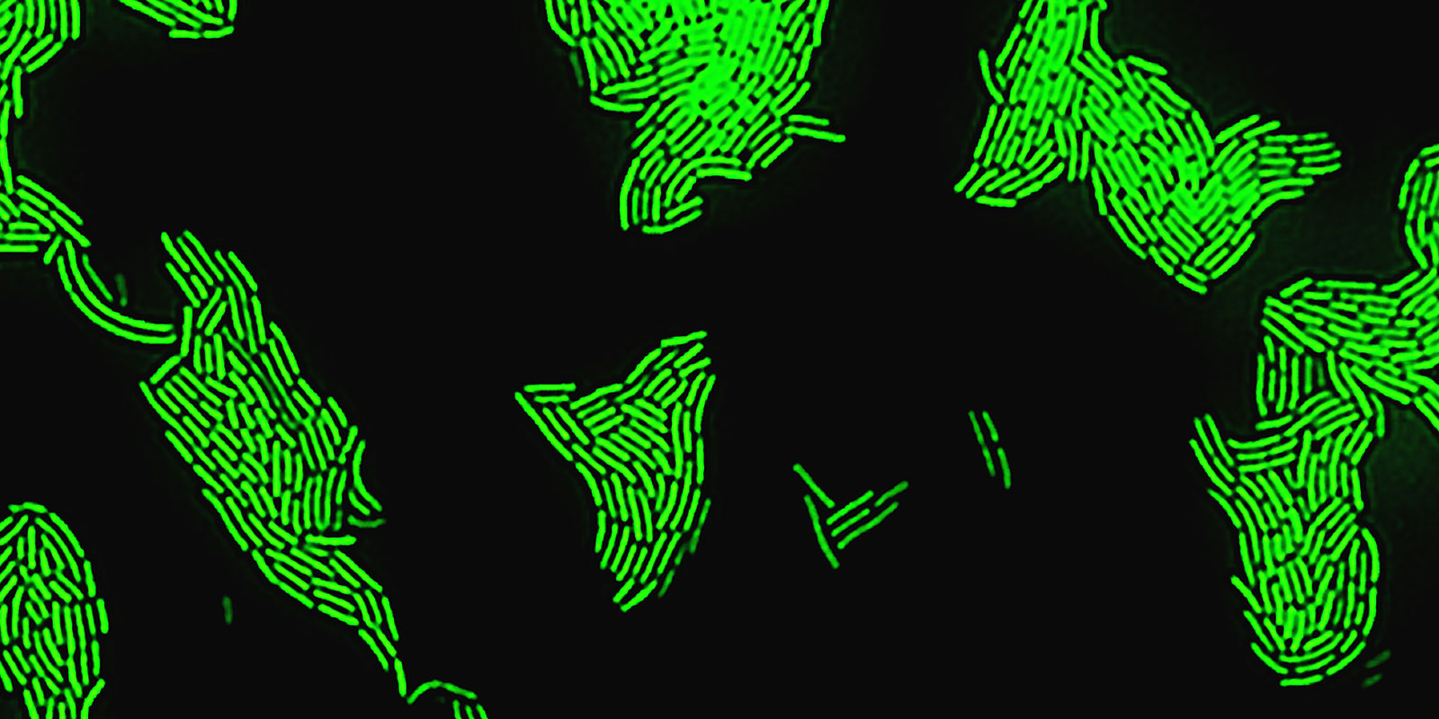 A WAY IN: Newly-Identified State in Bacteria Has Major Implications for ...