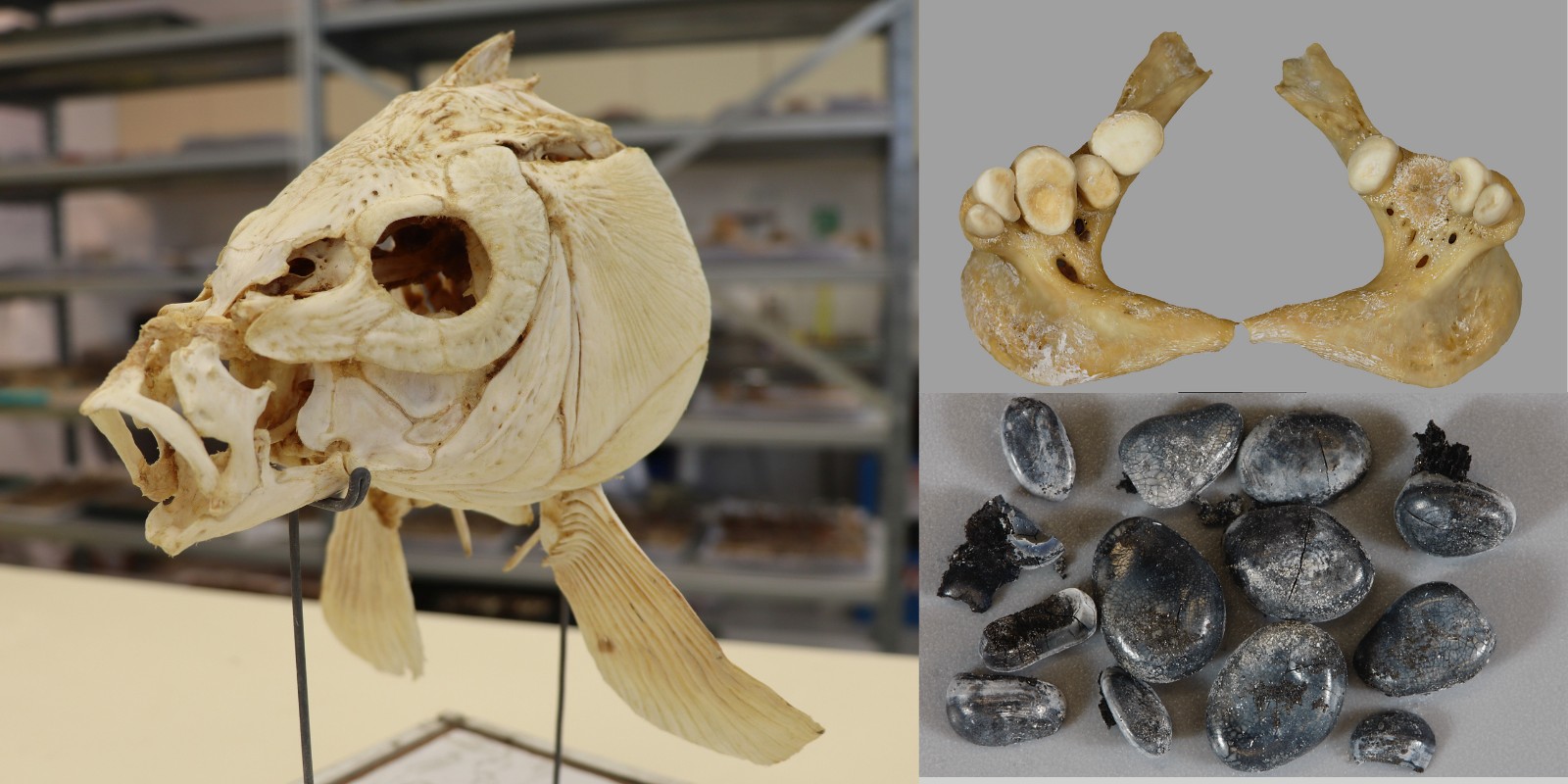 Ancient Fish Teeth Reveal Earliest Sign of Cooking - BFHU