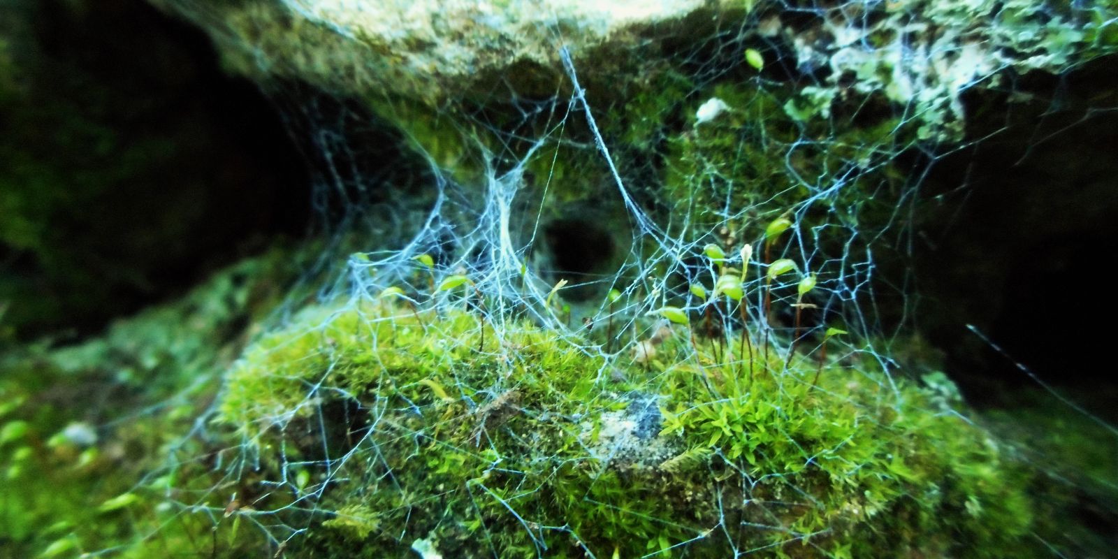 HU Team Finds Seven New Spider Species in Israeli Caves - BFHU