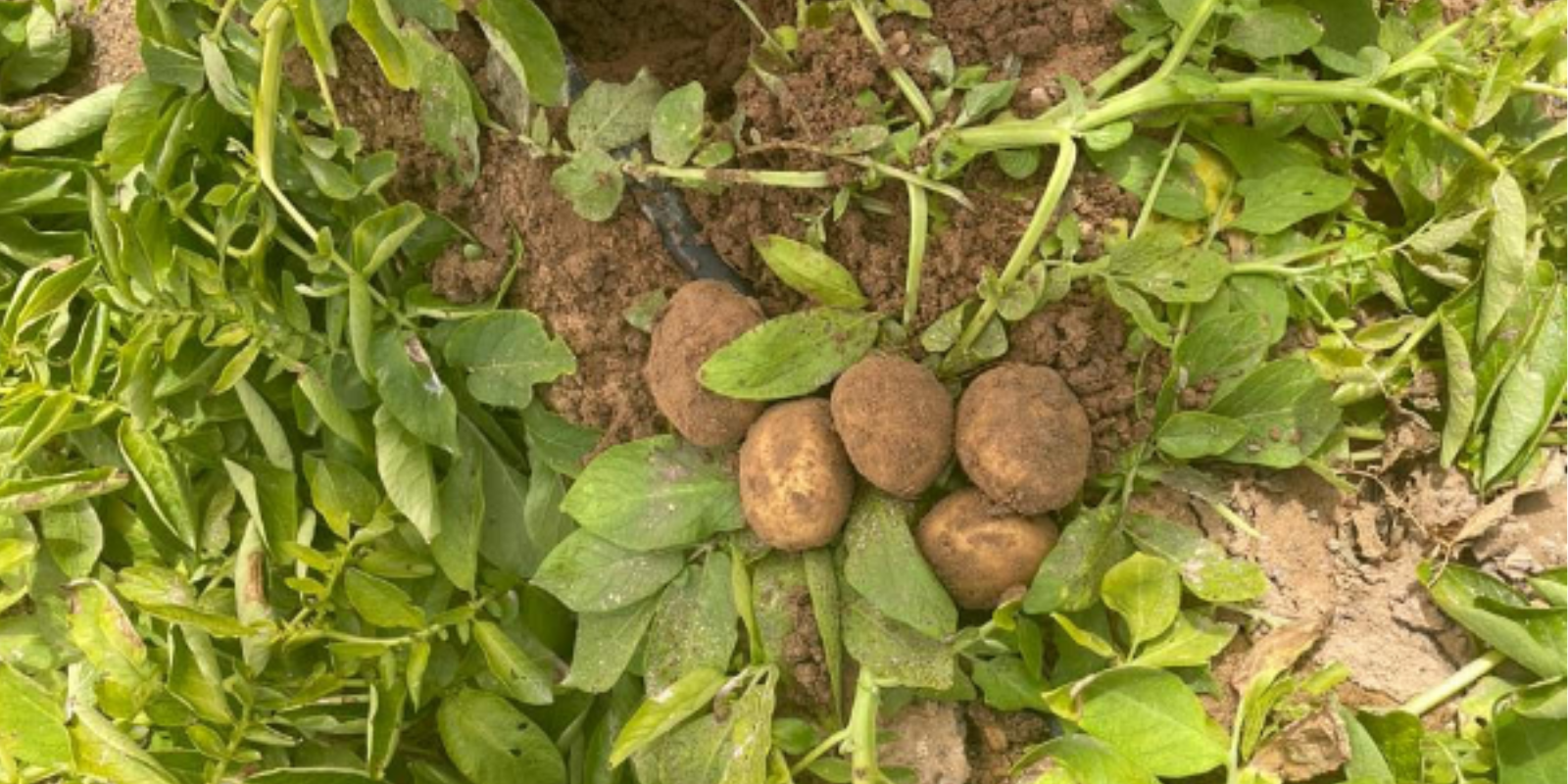 Emerging from the Ruins - BFHU