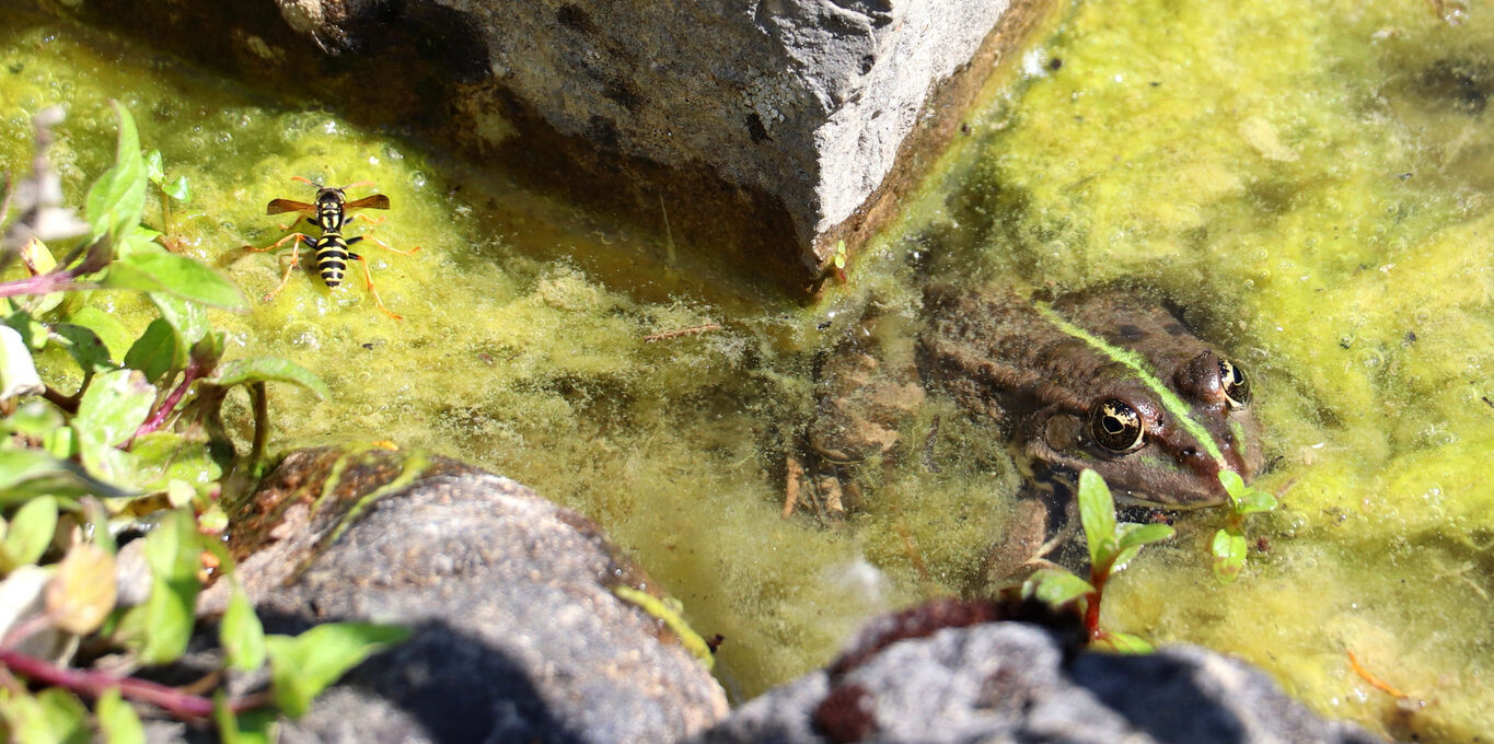 Bee and Frog Proteins: Nature’s Double Defense Against Farm Superbugs ...