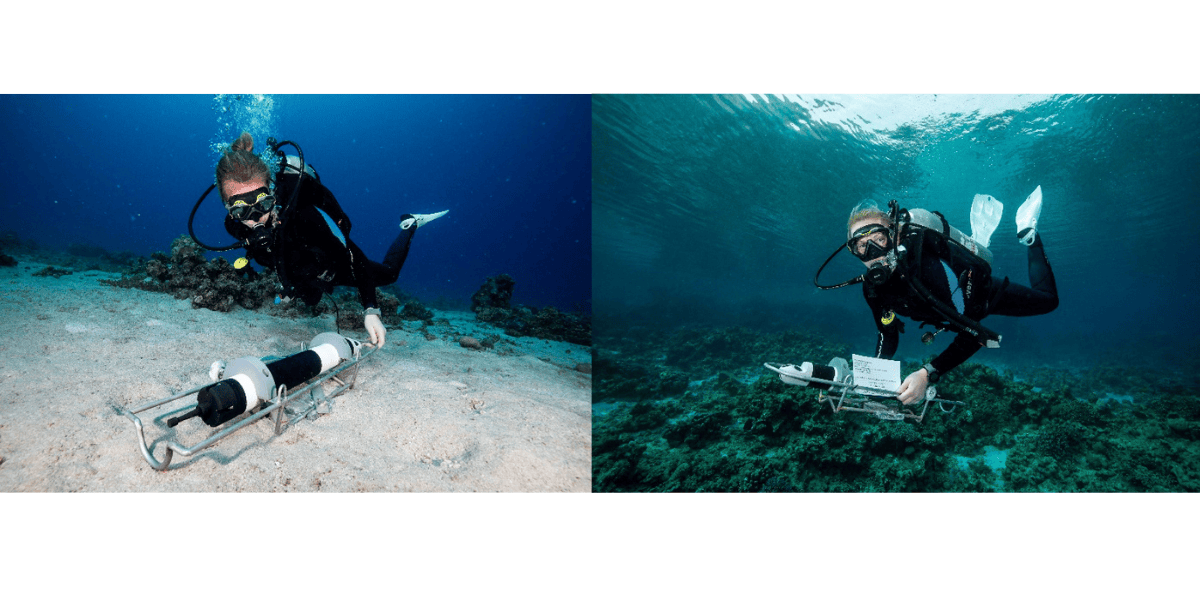 A Coral Reef’s Daily Pulse Reshapes Microbes in Surrounding Waters - BFHU